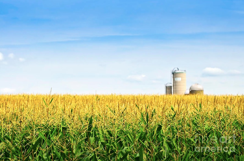 Corn-Fields-With-Silos-Photo-Credit-Elena-Elisseeva | California ...